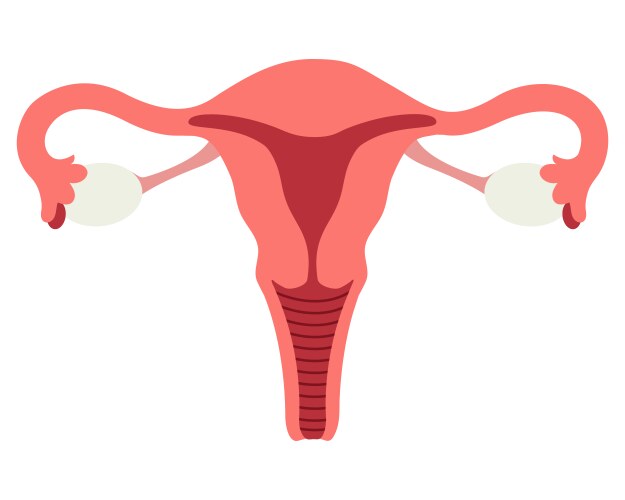 Female Reproductive System Vector Images (over 4,500)