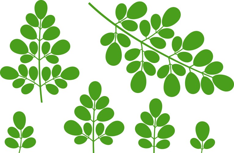 Moringa Vector Images (over 850)
