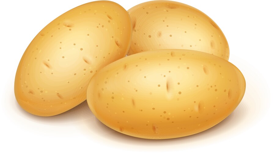 Potatoes Royalty Free Vector Image - VectorStock