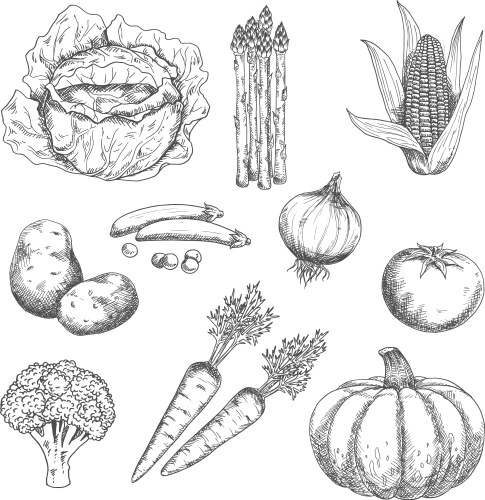 Ripe Vector Images (over 320,000)