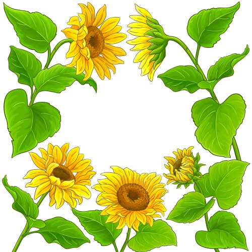 Sunflower Vector Images (over 44,000)