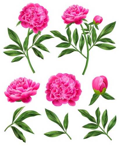 Peony Vector Images (over 27,000)
