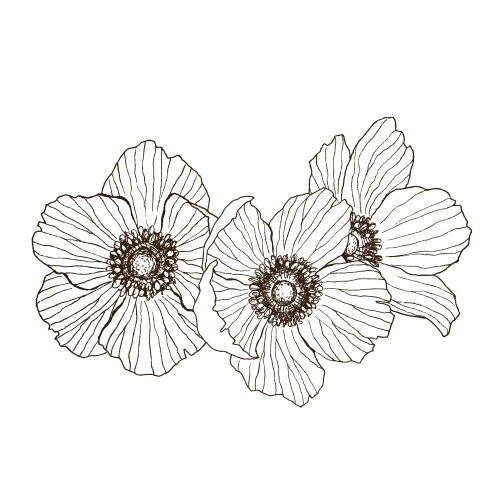 Anemone flower drawing set isolated wild Vector Image