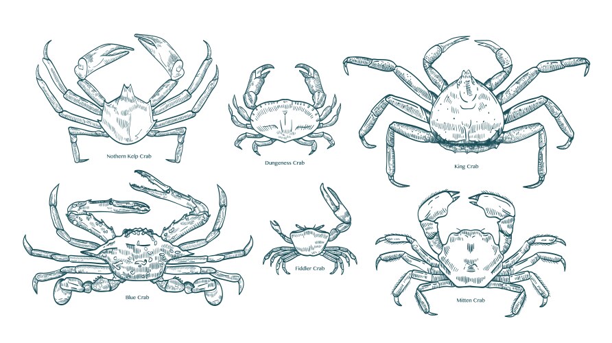 Blue Crab Outline Vector Images (over 760)