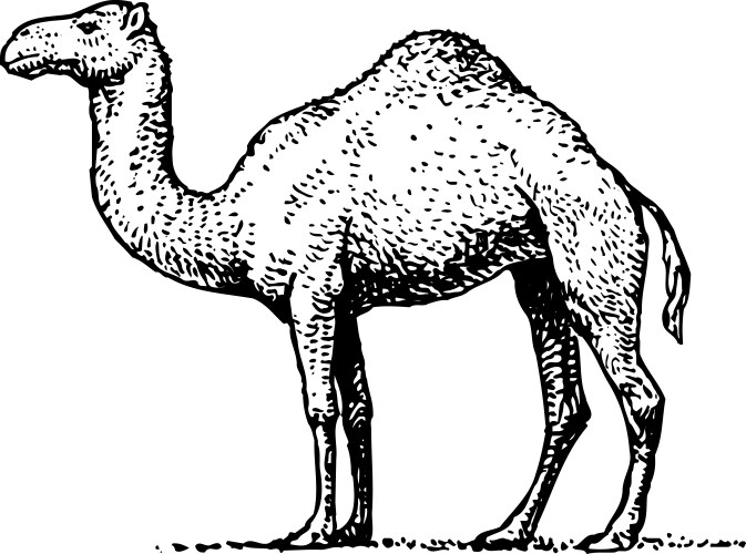 Camel Vector Images (over 21,000)