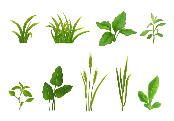 Grass patches Royalty Free Vector Image - VectorStock