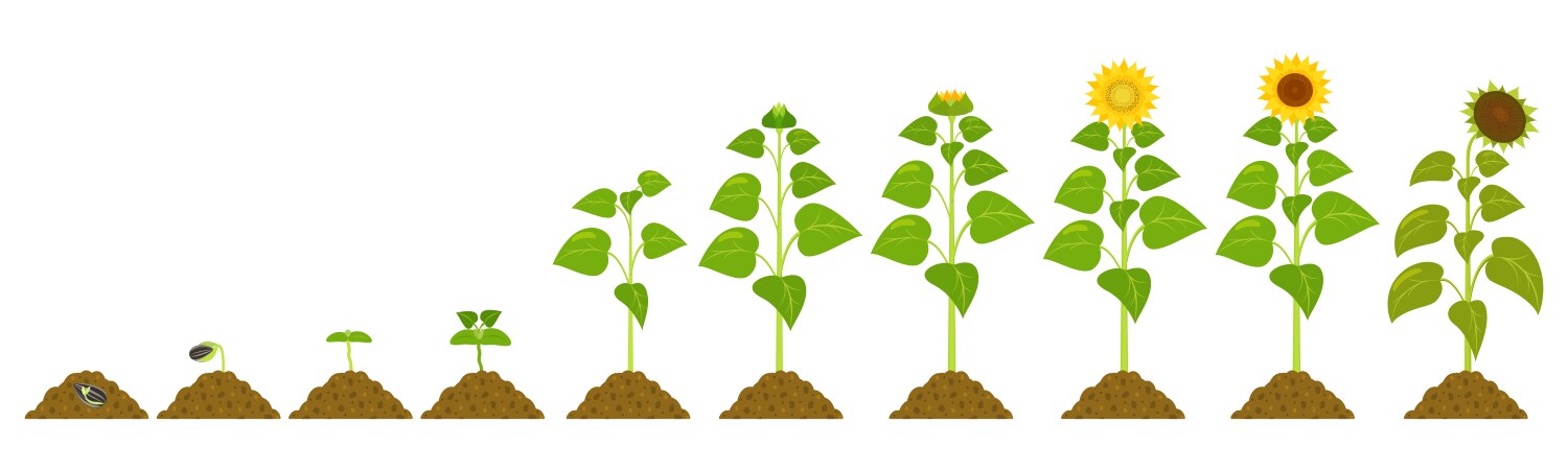 Germination Vector Images (over 4,700)