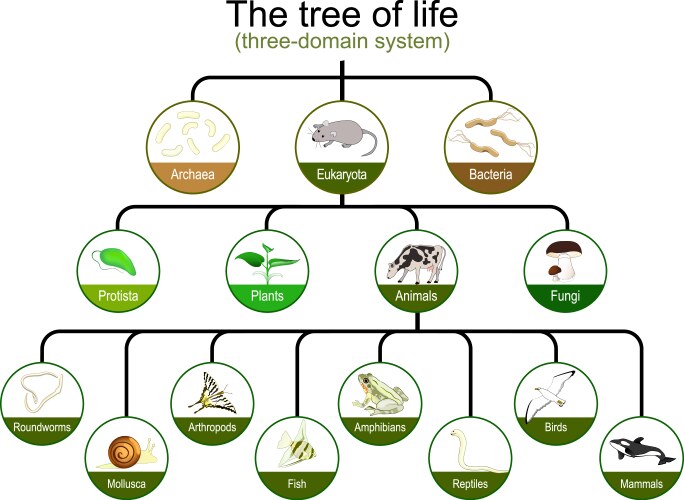 Tree of Life Birds Vector Images (over 3,000)