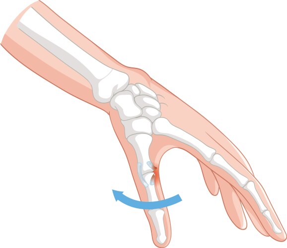 Detailed of hand bones and skin Royalty Free Vector Image