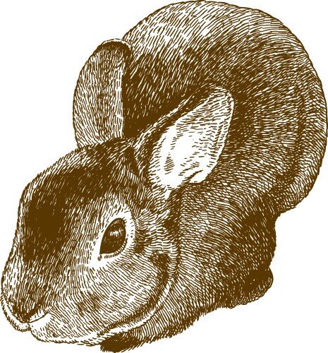 Engraving rabbit Royalty Free Vector Image - VectorStock