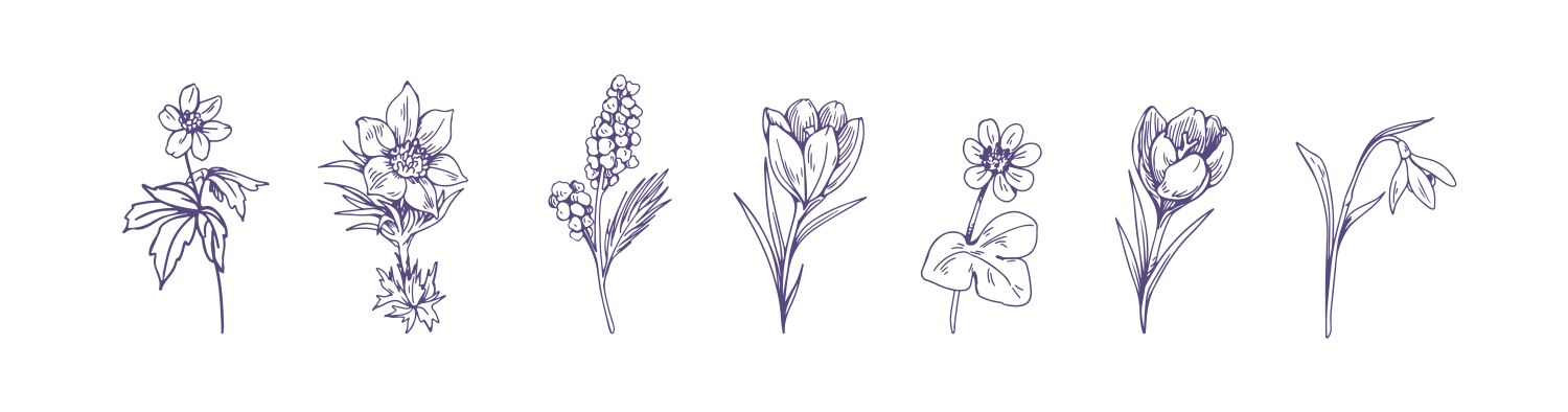 Hepatica flower vintage botanical drawing Vector Image