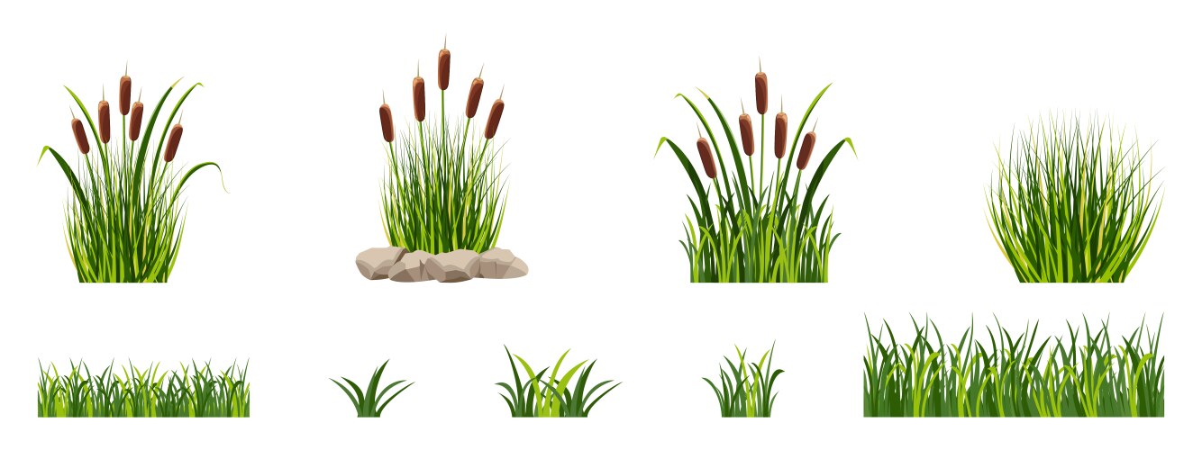 Reed bullrushes and grass Royalty Free Vector Image