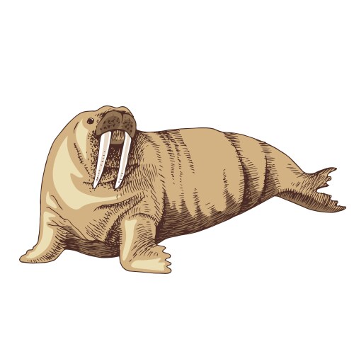Color with walrus Royalty Free Vector Image - VectorStock