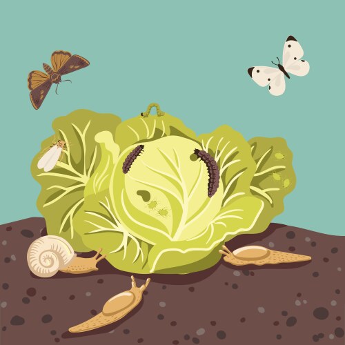 Drawing plant of carrot Royalty Free Vector Image