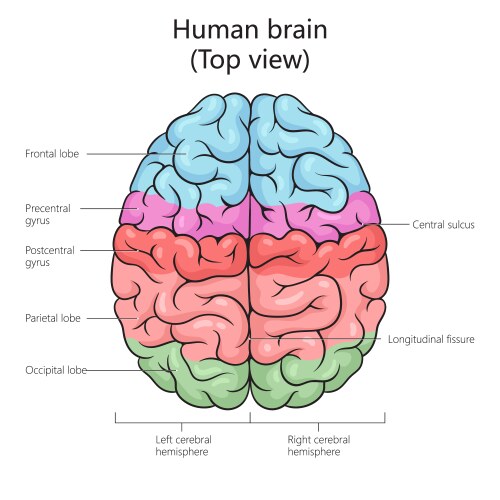 Structure of human brain section schematic Vector Image