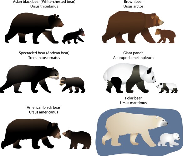 Bear Cubs Vector Images (over 7,400)
