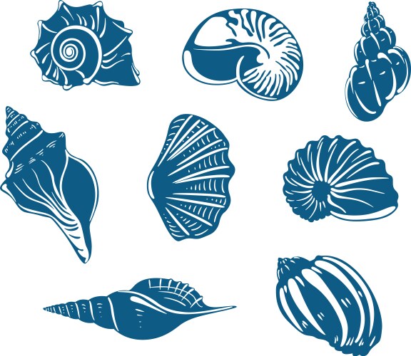 Set of beautiful sea shells Royalty Free Vector Image