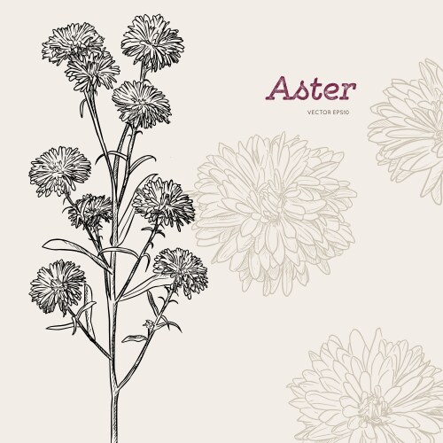 Aster Drawing Vector Images (over 3,200)