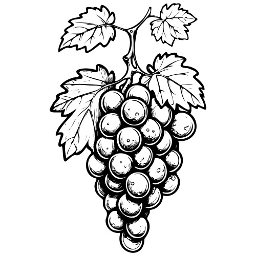 Grape Drawing Vector Images (over 12,000)