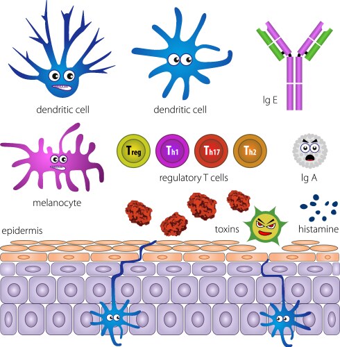 Phagocytosis professional phagocytic cells Vector Image