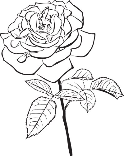 Rose Royalty Free Vector Image - VectorStock