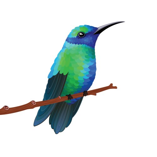 Black and White Hummingbird Vector Images (over 5,600)