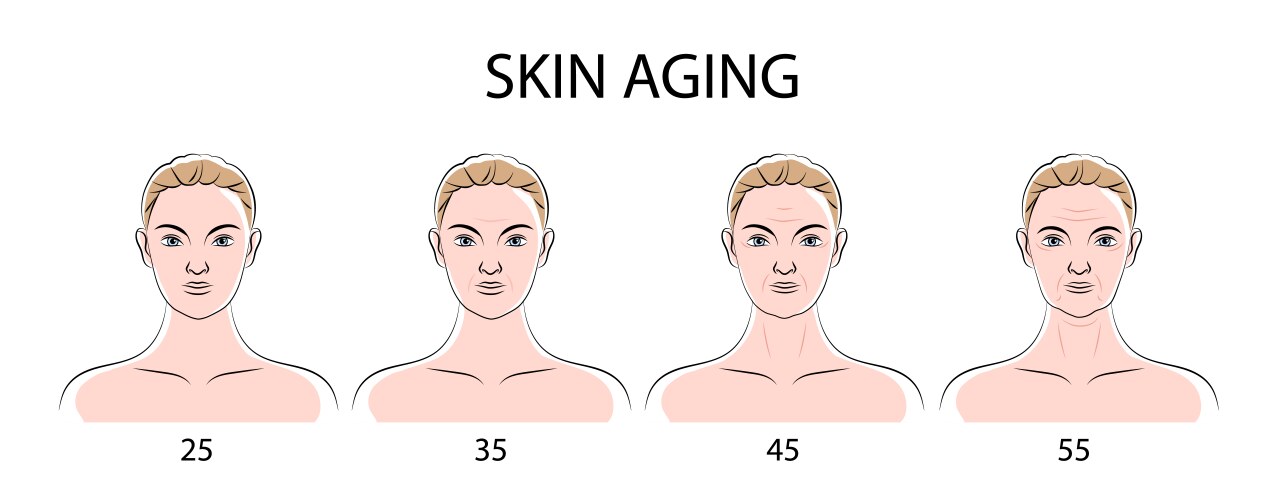 Cosmetics skincare moisturising skin concept Vector Image
