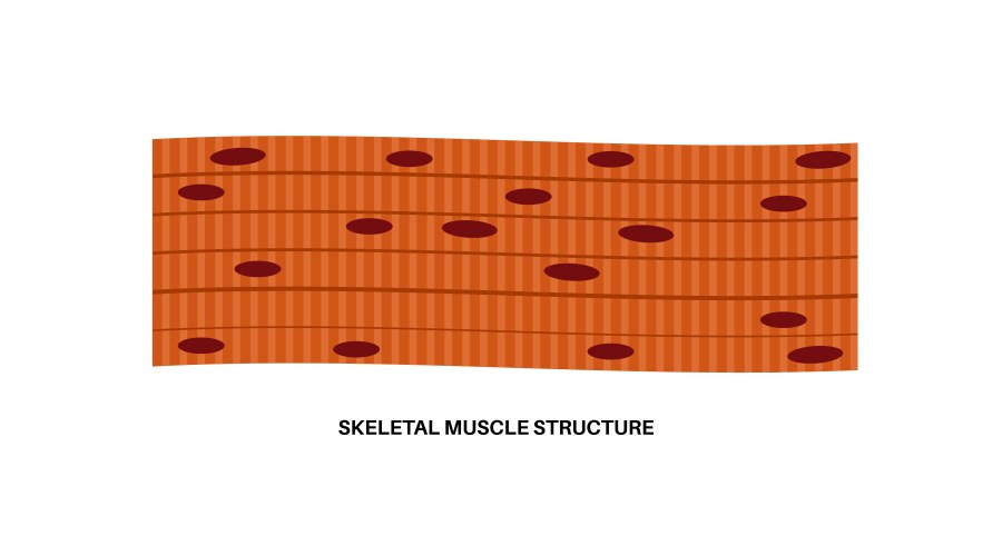 Skeletal Muscle Vector Images (over 3,200)