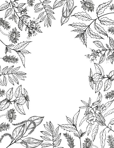 Bergamot engraved sketch ink hand drawn Royalty Free Vector