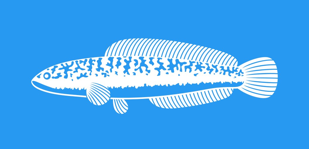 Snakehead Fish Vector Images (88)