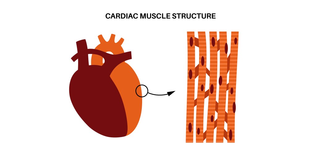 Cardiac Muscle Vector Images (over 2,000)