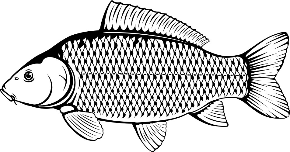 Common Carp Vector Images (over 450)