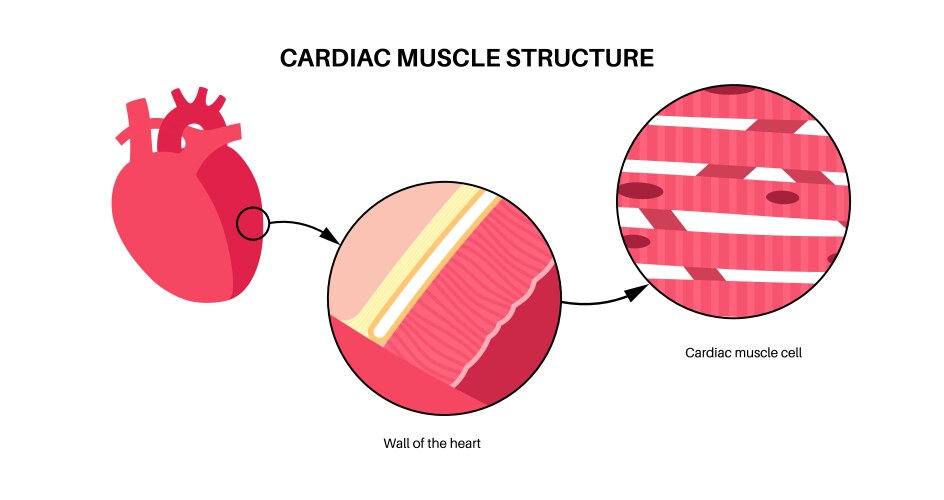 Cardiac Muscle Vector Images (over 2,000)