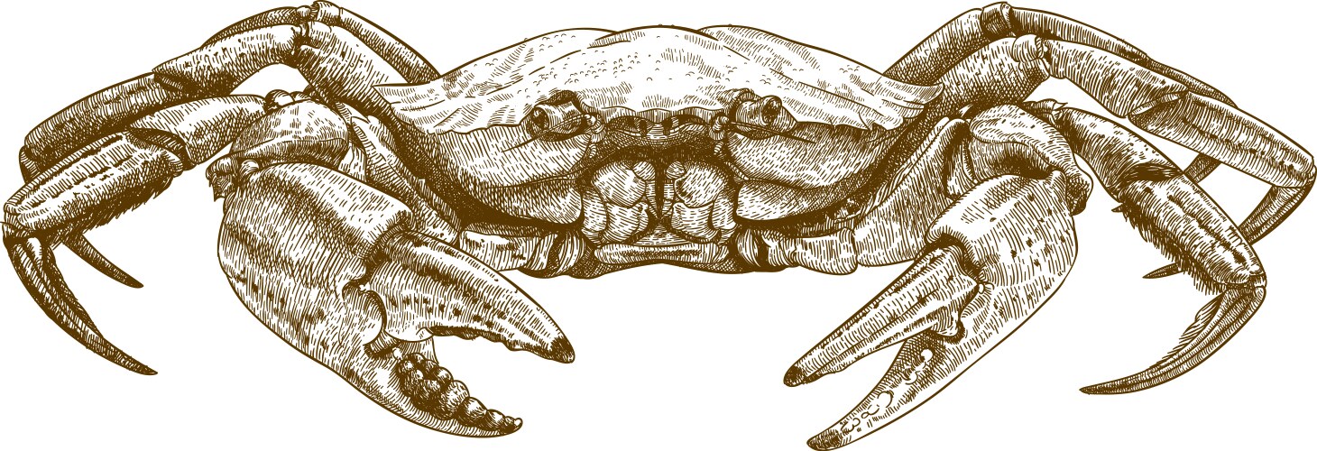 Crab Vector Images (over 47,000)