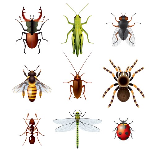 Insect Mascot Royalty Free Vector Image Vectorstock