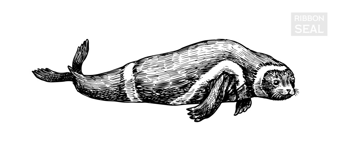 Animated Seal Vector Images (over 18,000)