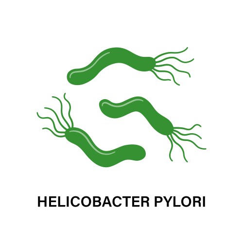 Helicobacter pylori medicine education diagram vec