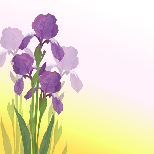 Iris Vector Images (over 25,000)