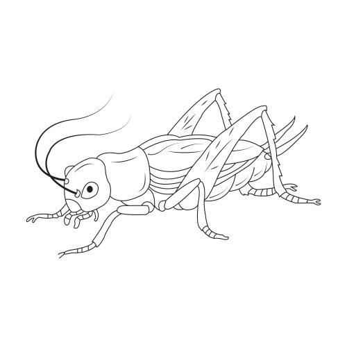 Cricket icon Royalty Free Vector Image - VectorStock