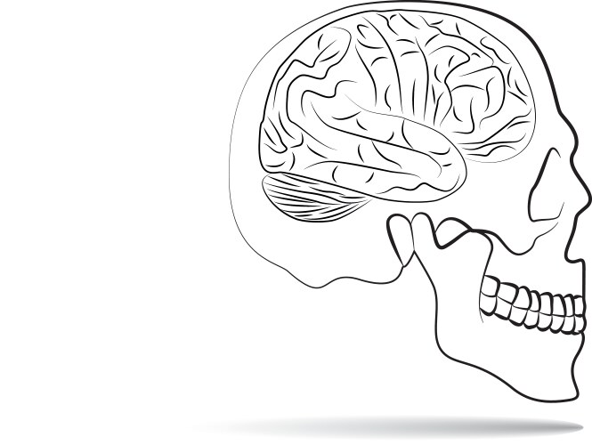 Human skull with brain anatomical structure Vector Image