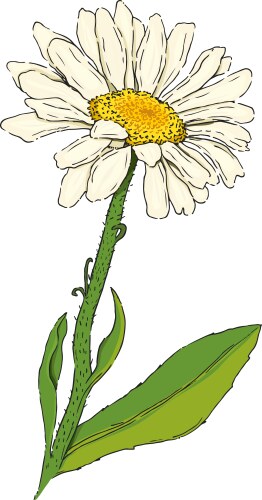 Daisy Flower Vector Images (over 60,000)