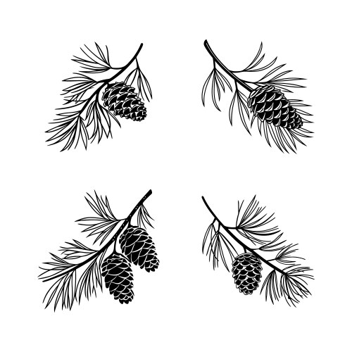 Pine Cone Vector Images (over 16,000)