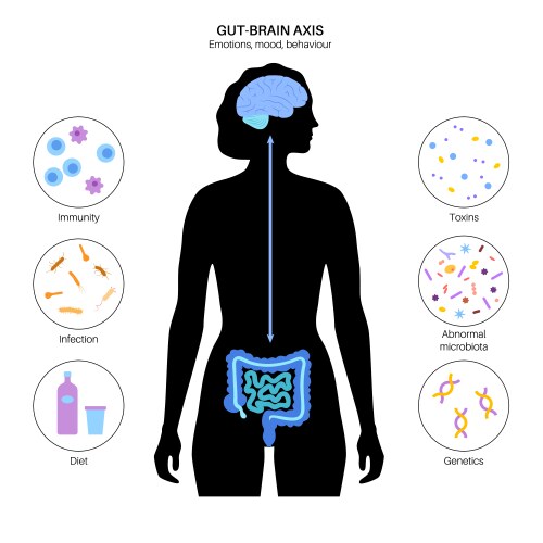 Gut brain connection Royalty Free Vector Image