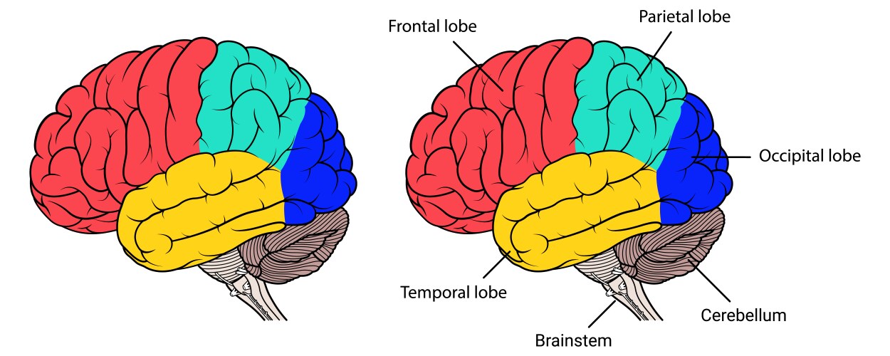 Brainstem Vector Images (over 230)