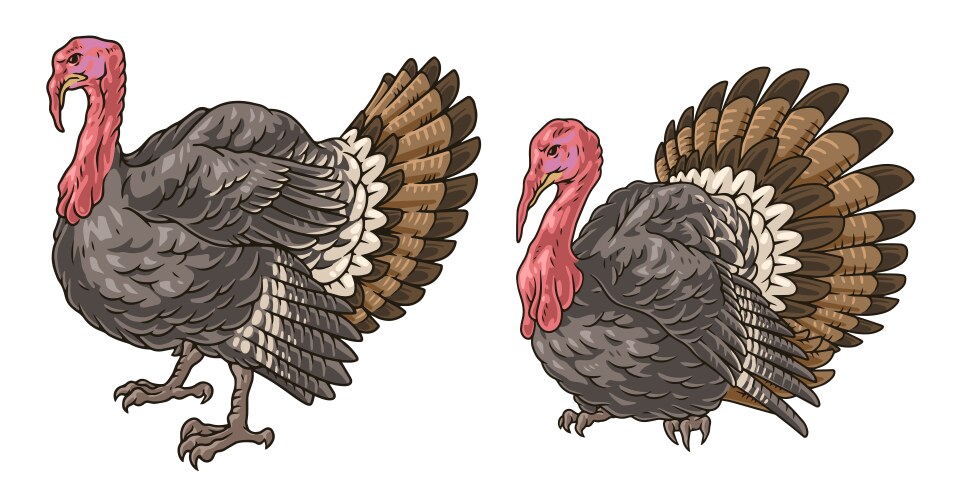 Turkey Vector Images (over 83,000)