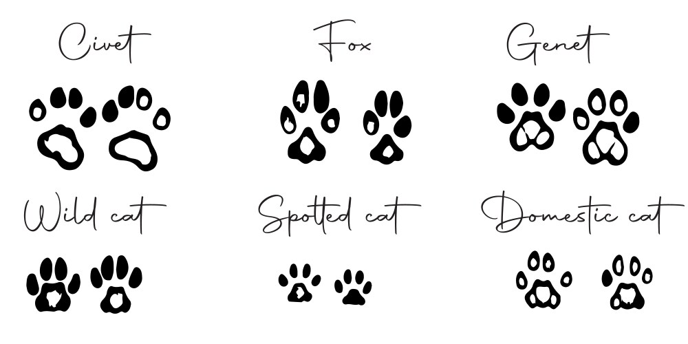 Turtle Footprint Vector Images (over 190)