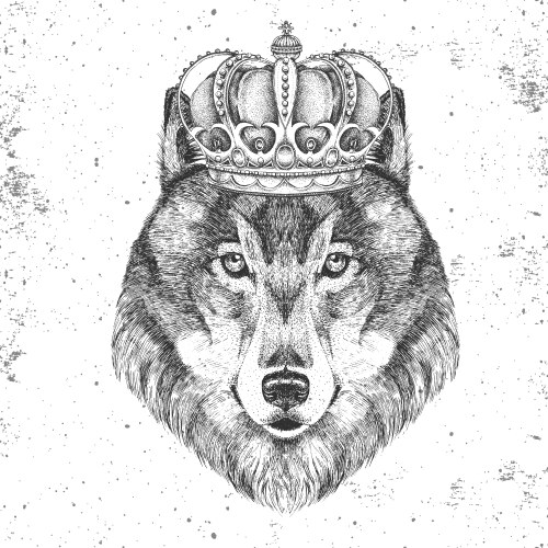 Wolf muzzle sketch Royalty Free Vector Image - VectorStock