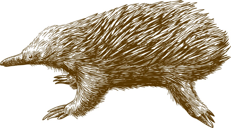 Echidna isolated on white background Royalty Free Vector