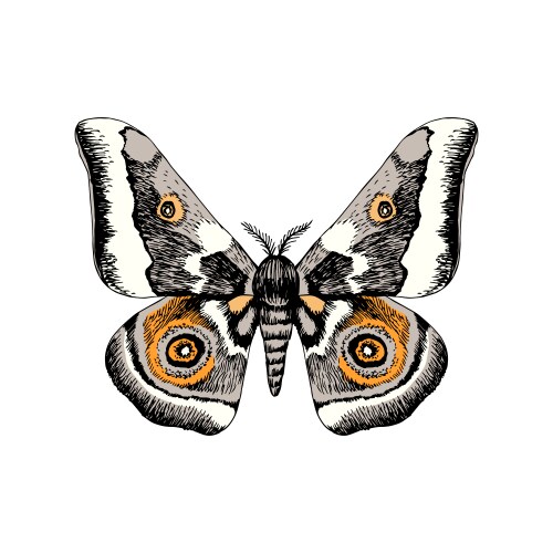 Hand drawn african emperor moth - gonimbrazia Vector Image
