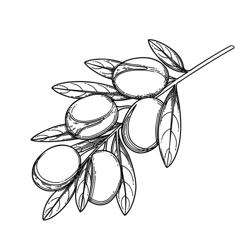 Argan tree branch Royalty Free Vector Image - VectorStock